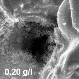 Diesel Particulate Filters